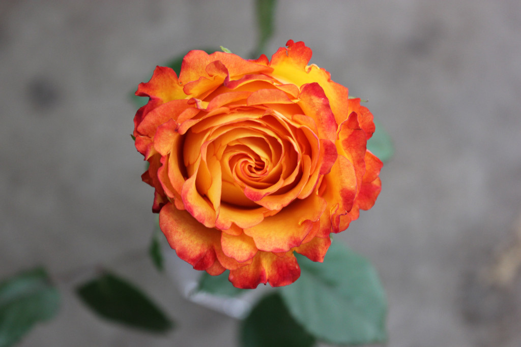 Circus | Stevens and Son Wholesale Florist
