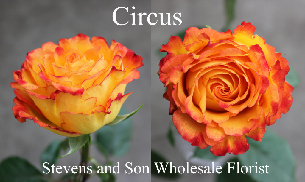 Roses-Color | Stevens and Son Wholesale Florist