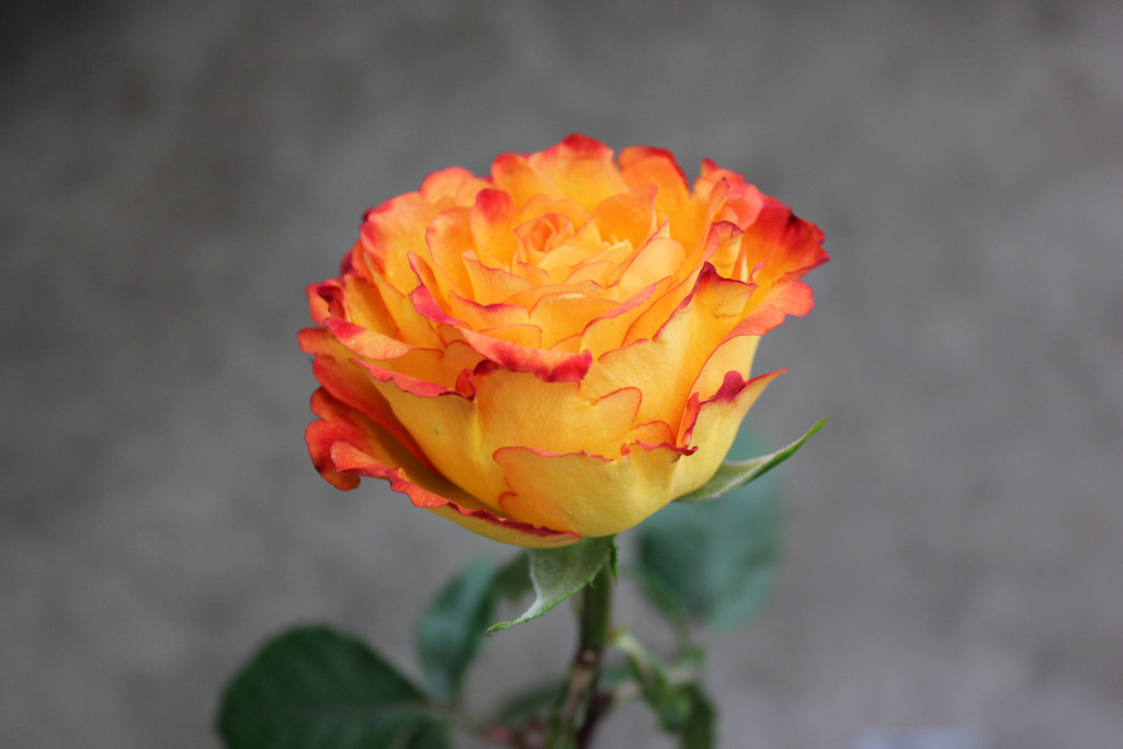 Circus | Stevens and Son Wholesale Florist