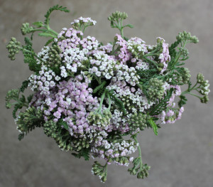 Yarrow | Stevens and Son Wholesale Florist