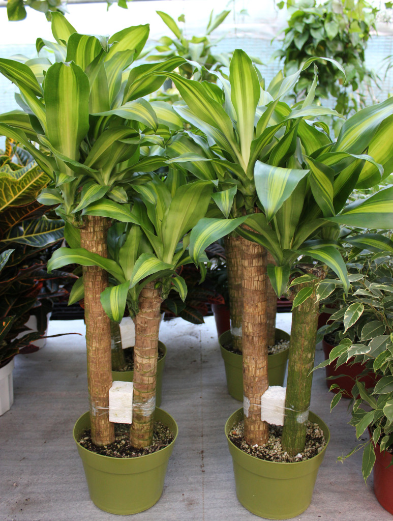 Plants | Stevens and Son Wholesale Florist