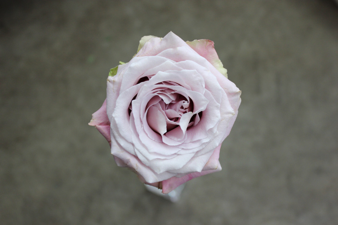 Faith | Stevens and Son Wholesale Florist