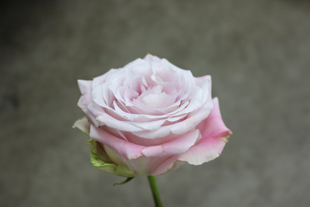 Faith | Stevens and Son Wholesale Florist