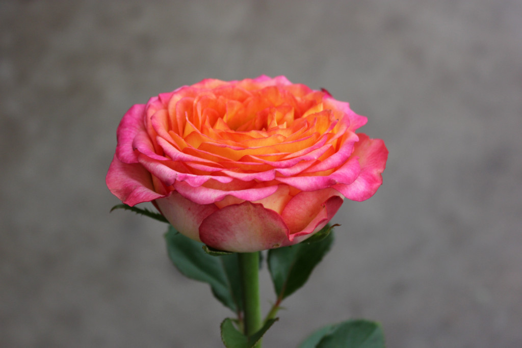 Houdini | Stevens and Son Wholesale Florist