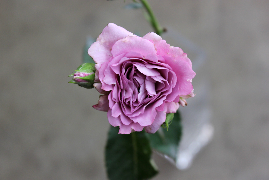 Lavender Bel | Stevens and Son Wholesale Florist