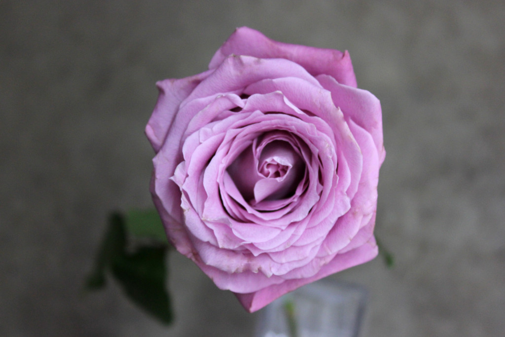 Mystic Lilac | Stevens and Son Wholesale Florist