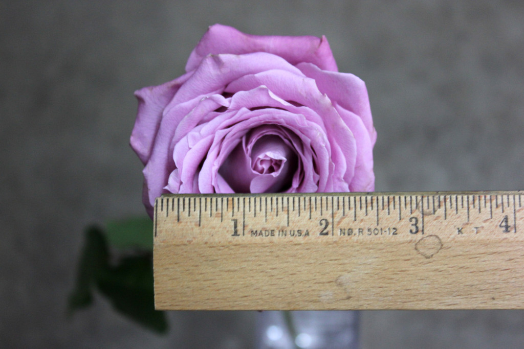 Mystic Lilac | Stevens and Son Wholesale Florist