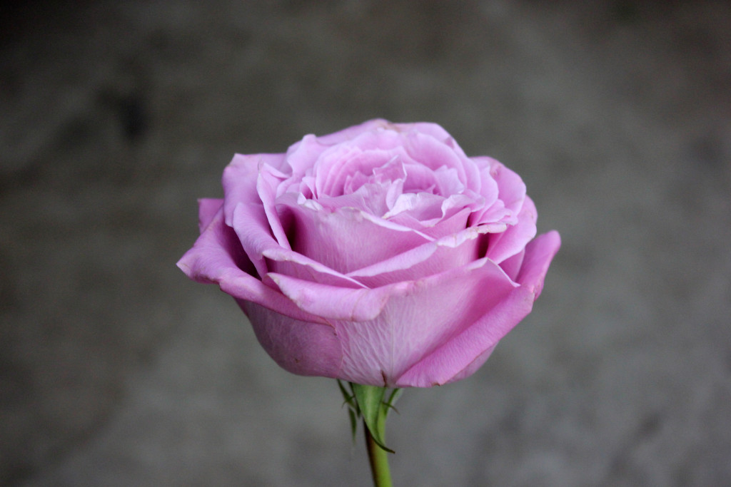 Mystic Lilac | Stevens and Son Wholesale Florist