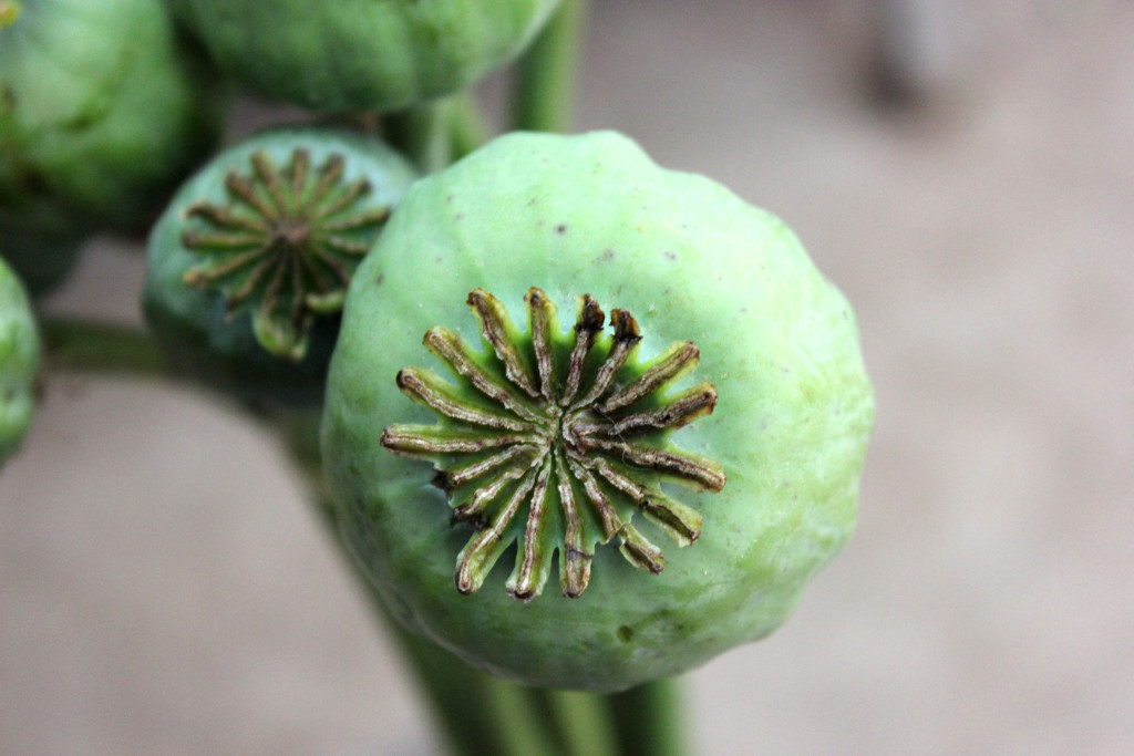 Poppy Pods | Stevens and Son Wholesale Florist