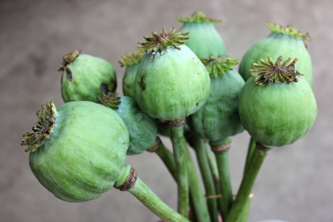 Poppy Pods | Stevens and Son Wholesale Florist