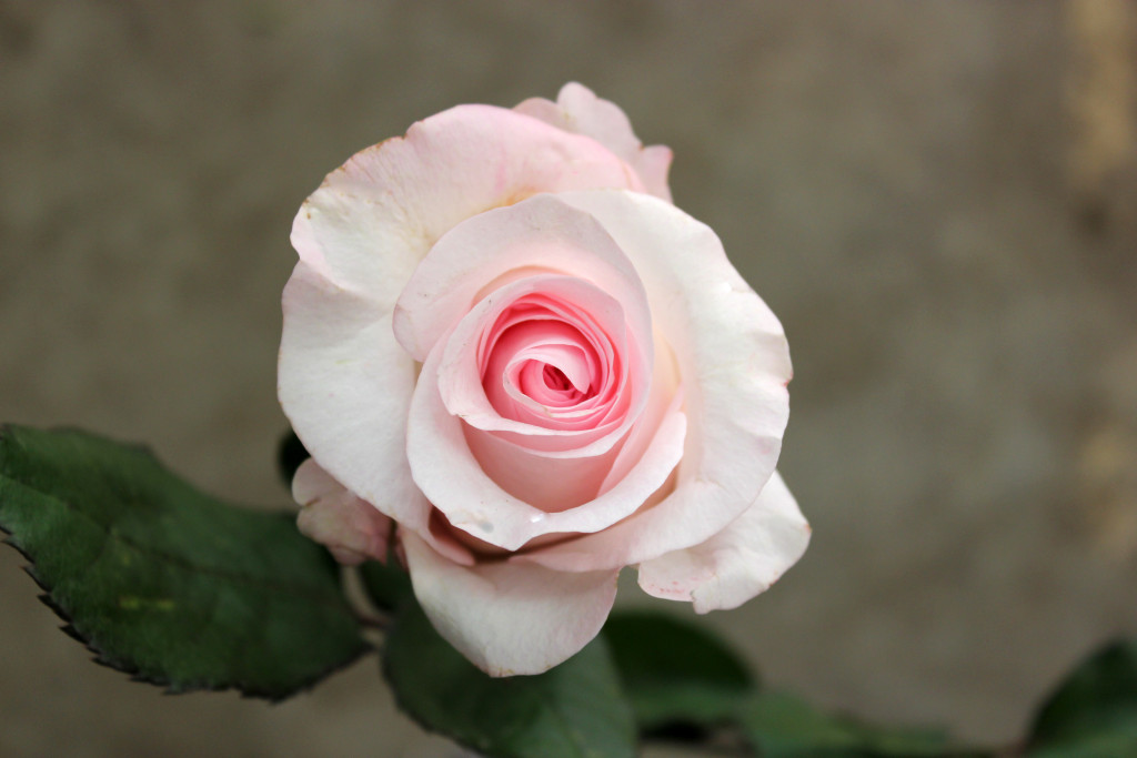 Sweet Akito | Stevens and Son Wholesale Florist