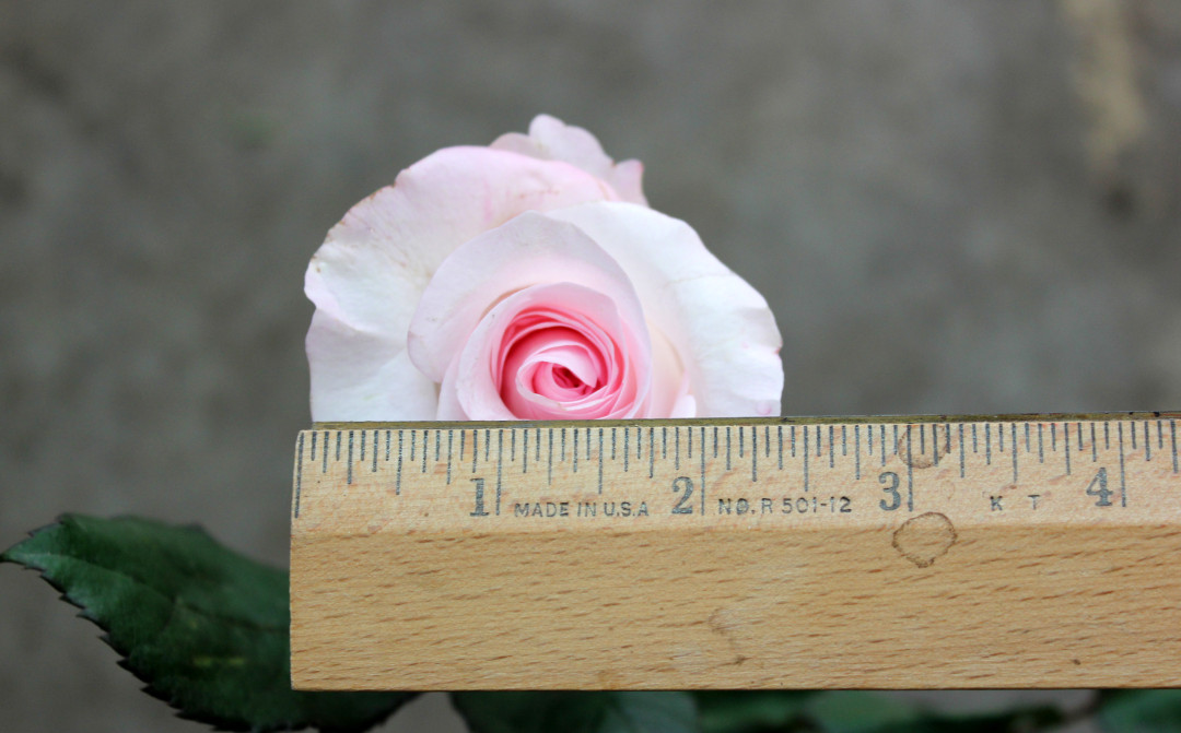 Sweet Akito | Stevens and Son Wholesale Florist