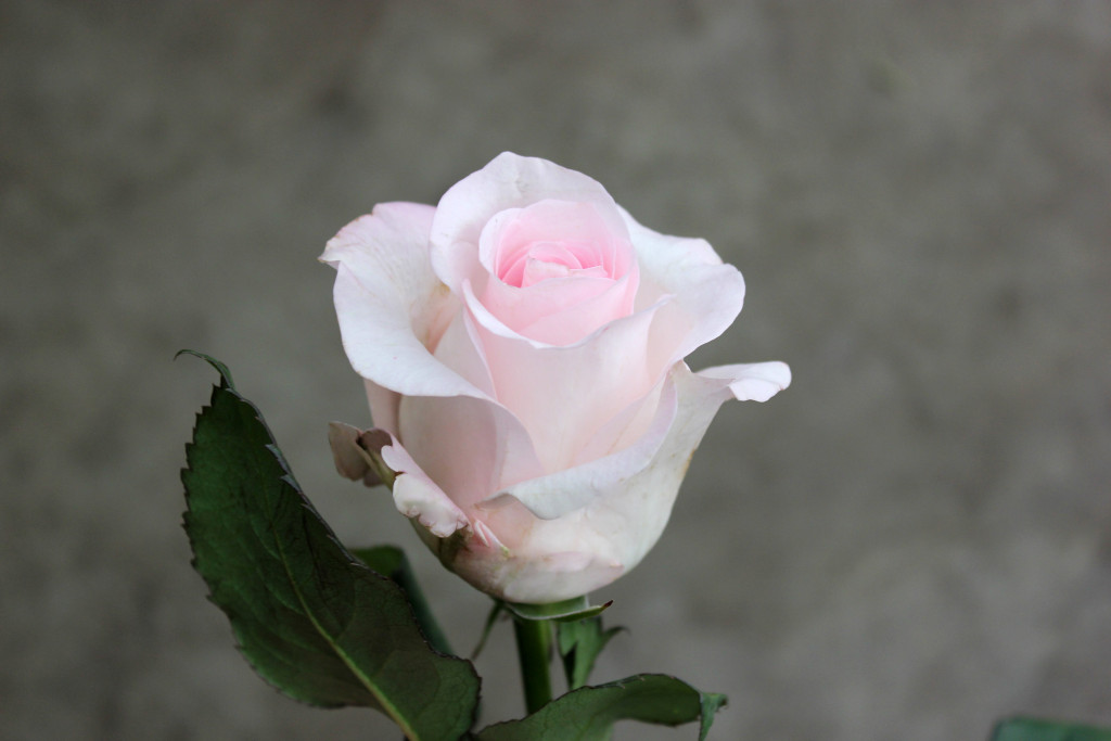 Sweet Akito | Stevens and Son Wholesale Florist