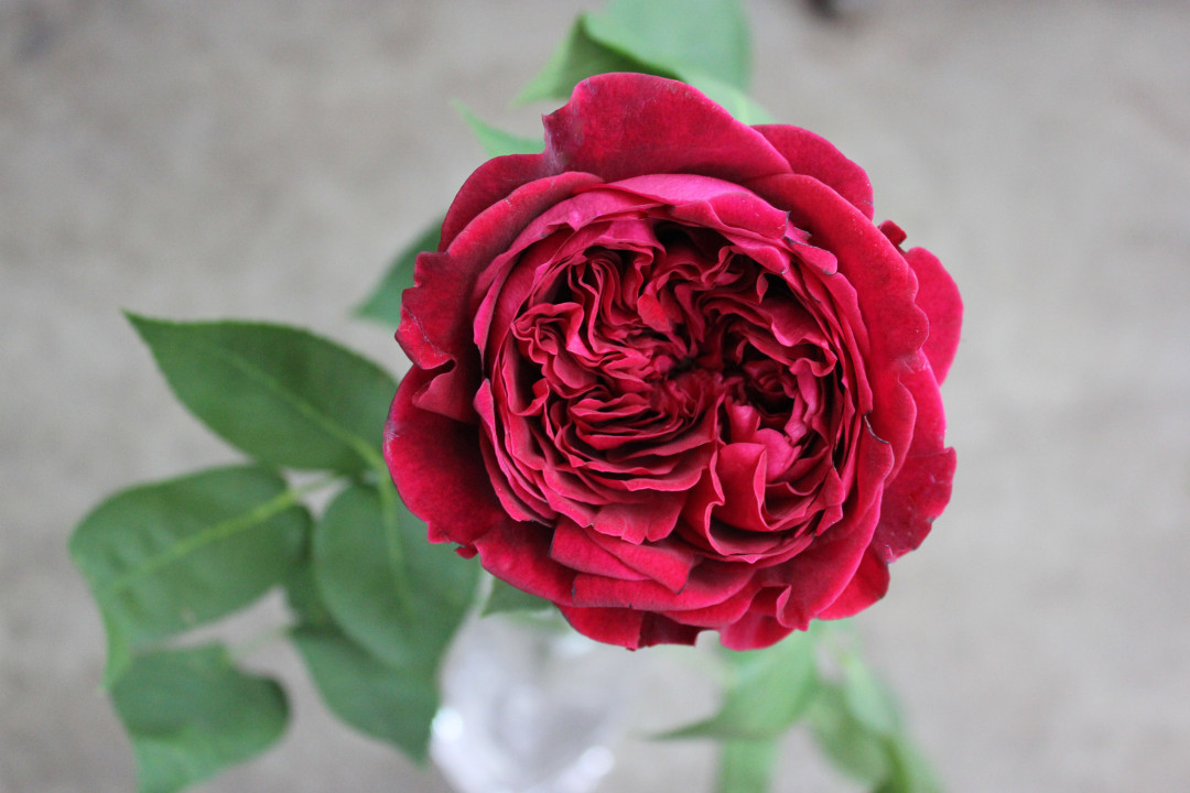 Tess Stevens And Son Wholesale Florist 