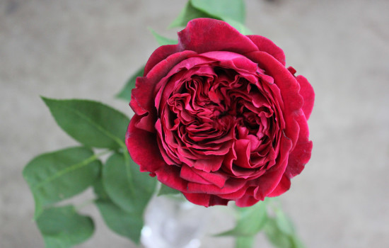 Garden Roses | Stevens and Son Wholesale Florist