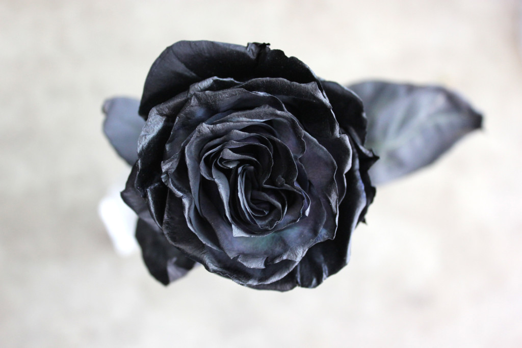 Black | Stevens and Son Wholesale Florist