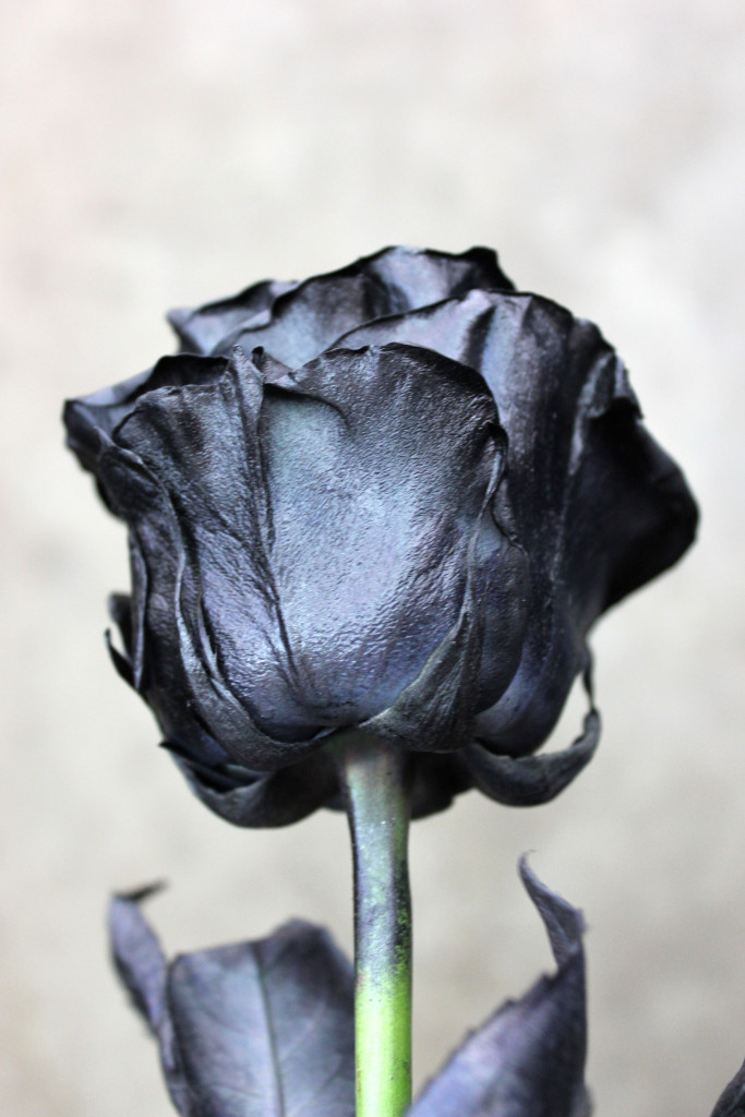 Black | Stevens and Son Wholesale Florist