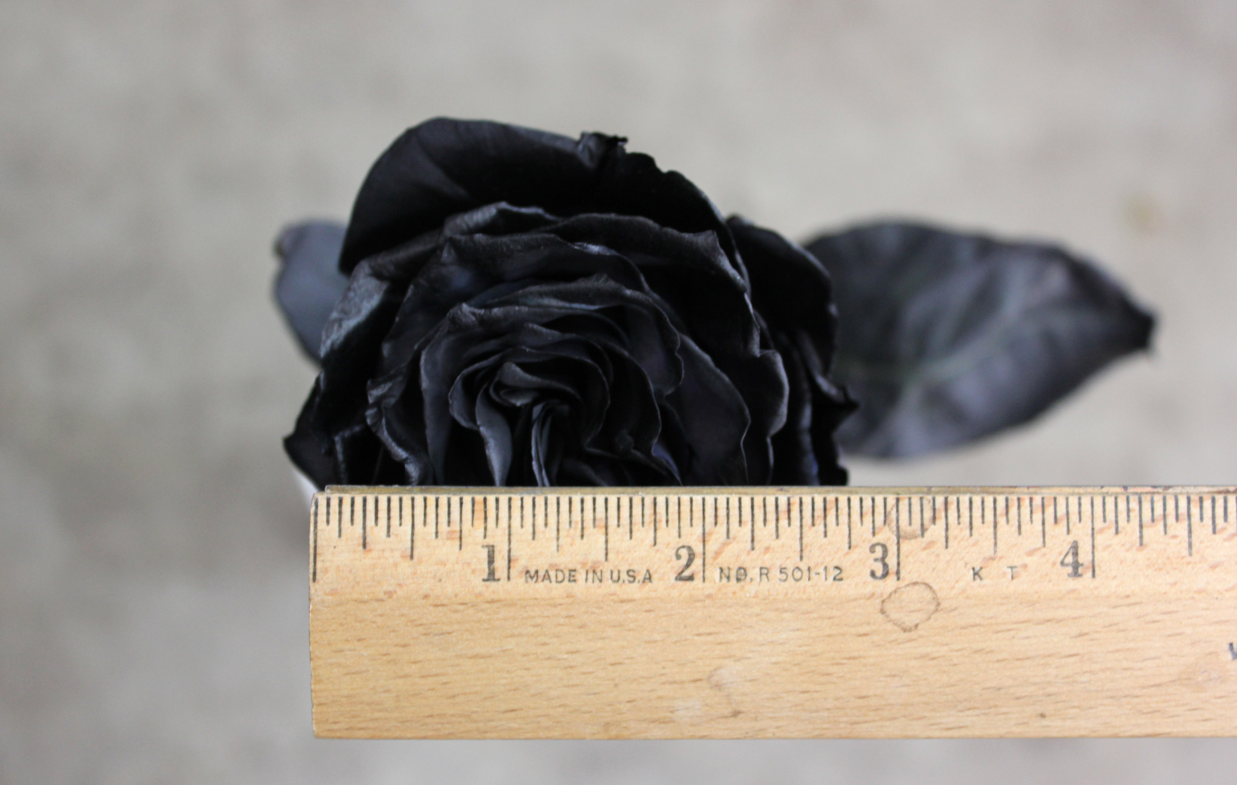 Black | Stevens and Son Wholesale Florist