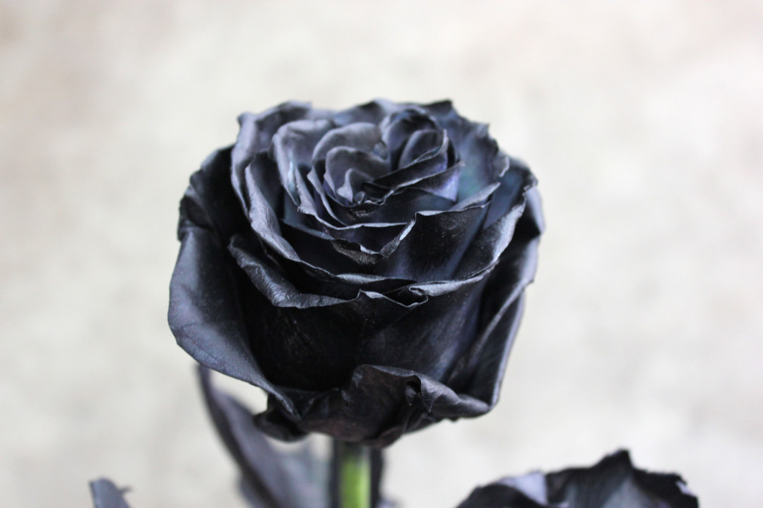 Black | Stevens and Son Wholesale Florist
