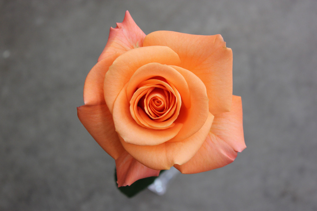 Tropical Amazon | Stevens and Son Wholesale Florist