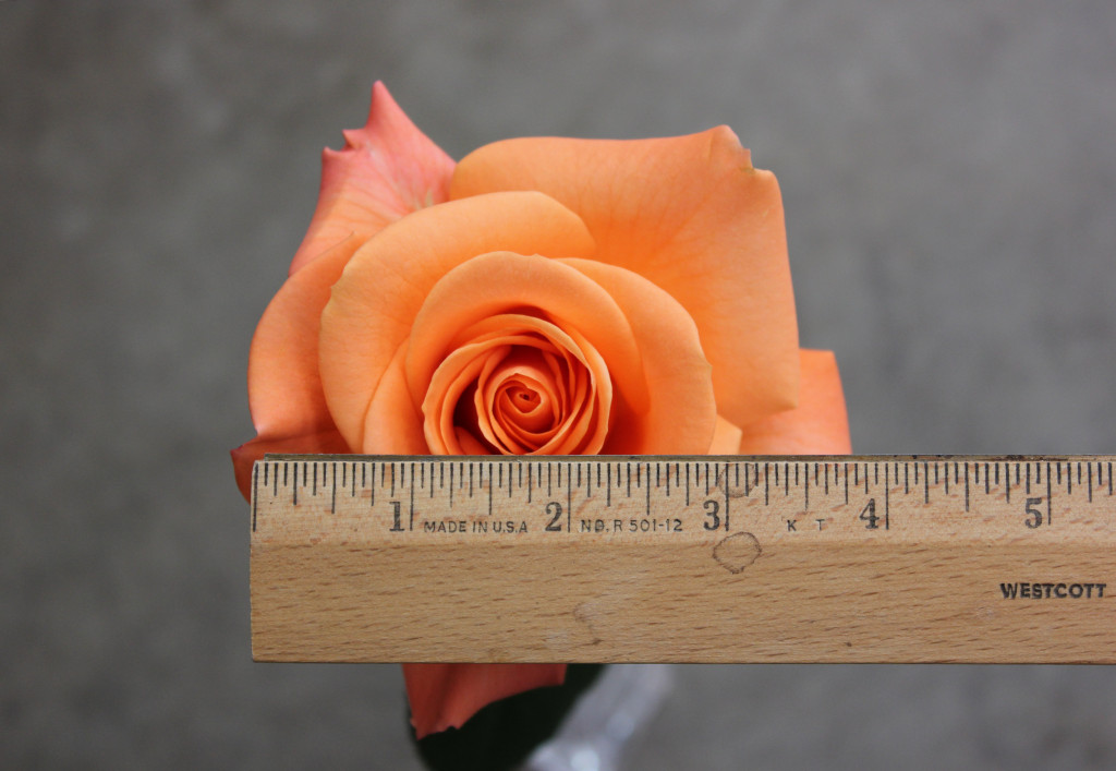 Tropical Amazon | Stevens and Son Wholesale Florist