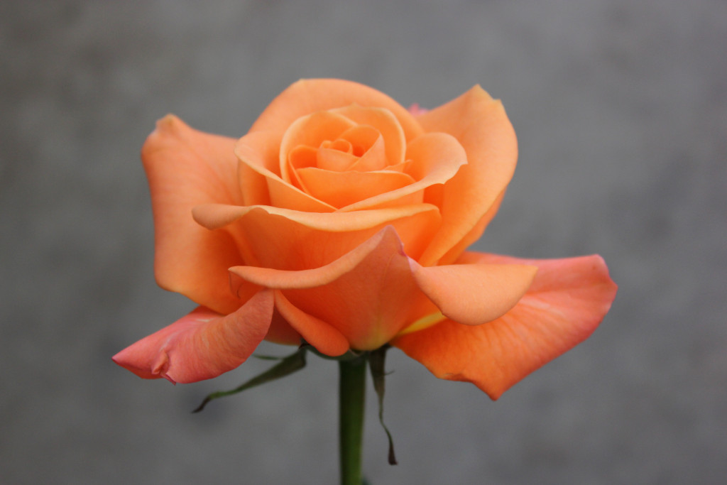 Tropical Amazon | Stevens and Son Wholesale Florist