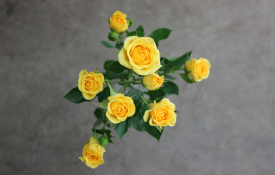 Spray Roses | Stevens and Son Wholesale Florist