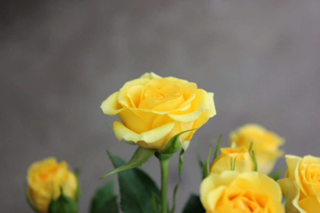 Yellow Babe | Stevens and Son Wholesale Florist
