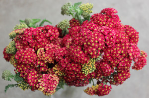 Yarrow | Stevens and Son Wholesale Florist