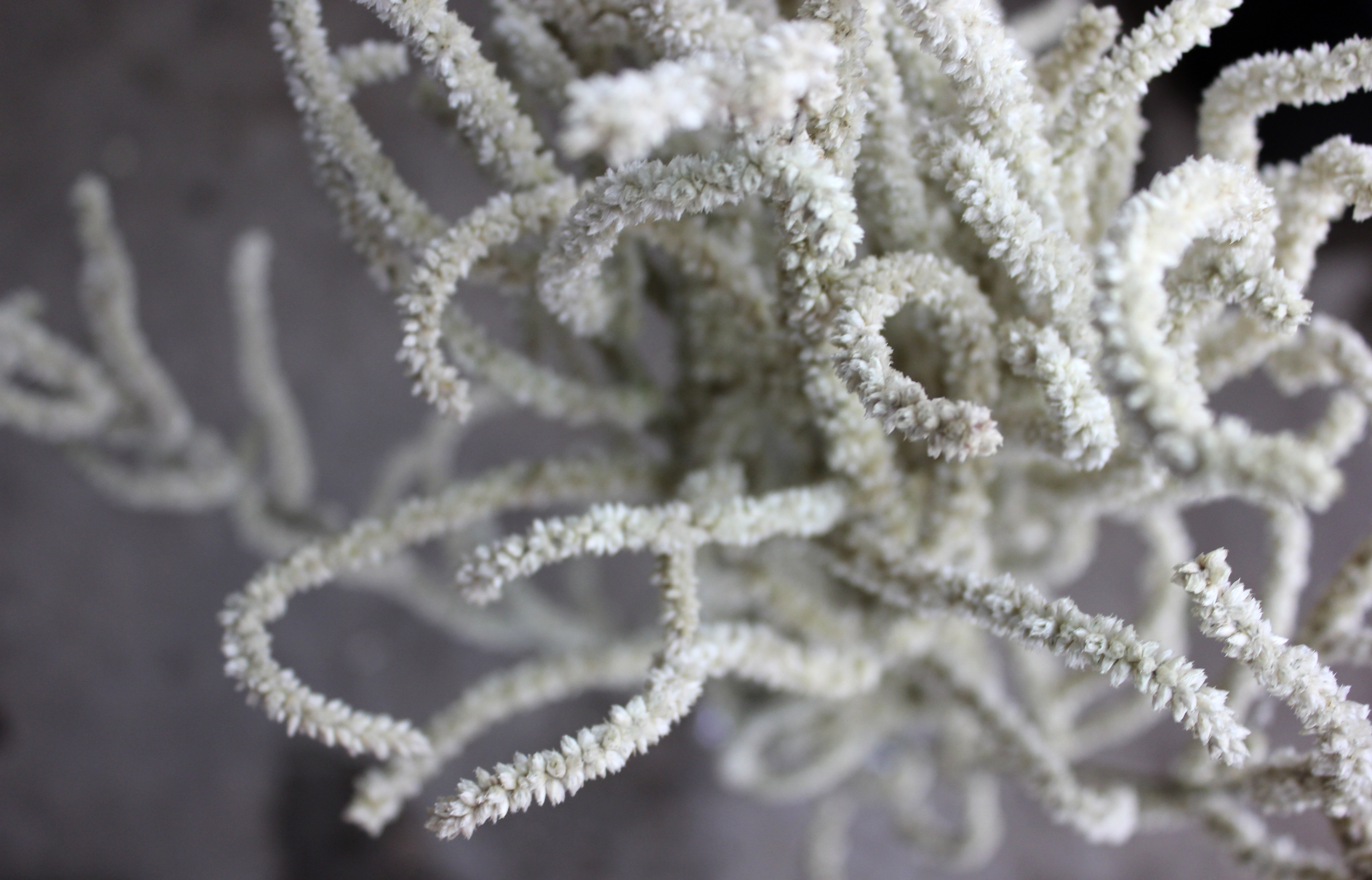 Desert Yearning | Stevens and Son Wholesale Florist