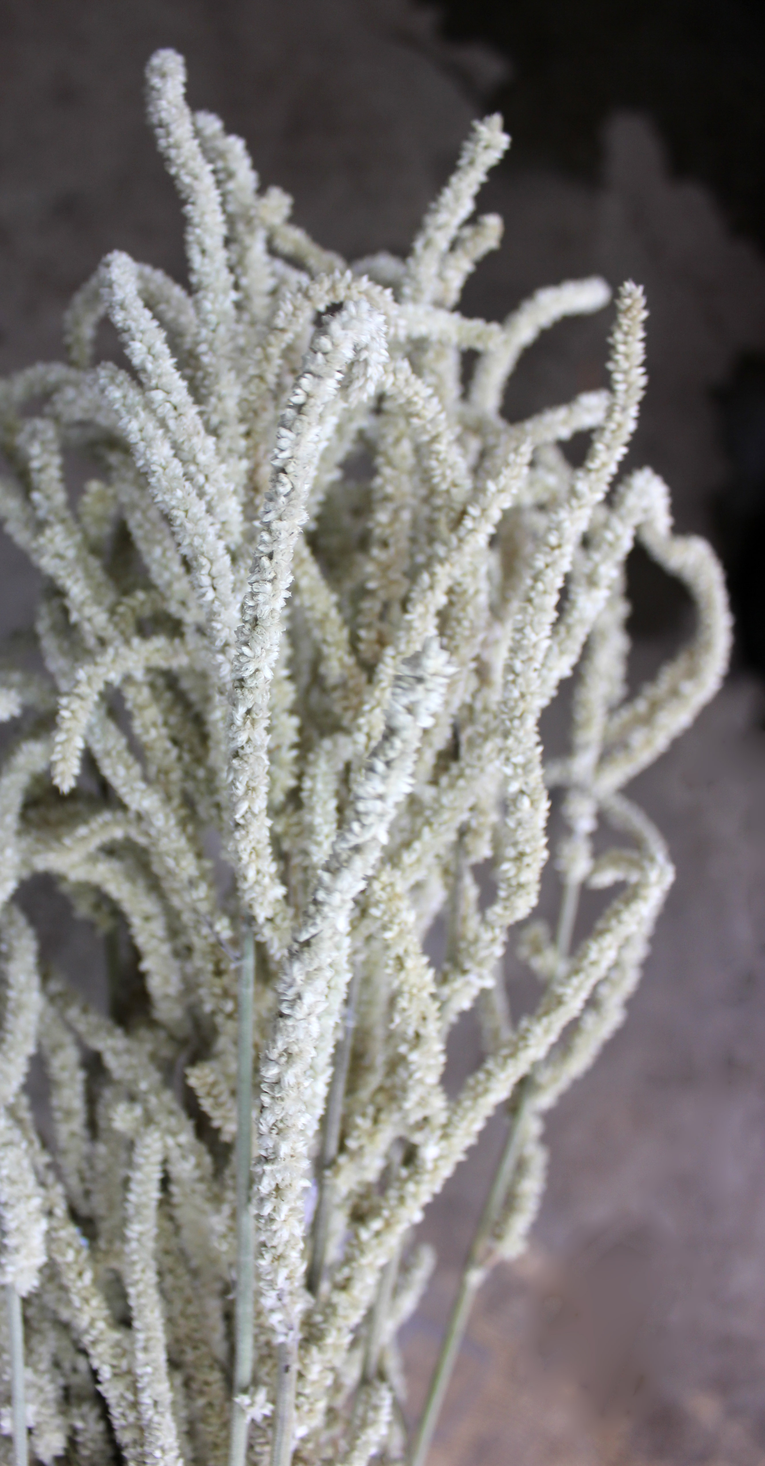 Desert Yearning | Stevens and Son Wholesale Florist