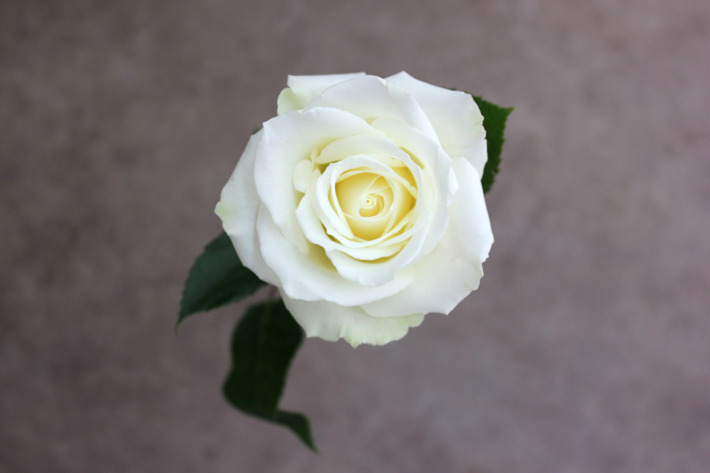 Escimo | Stevens and Son Wholesale Florist