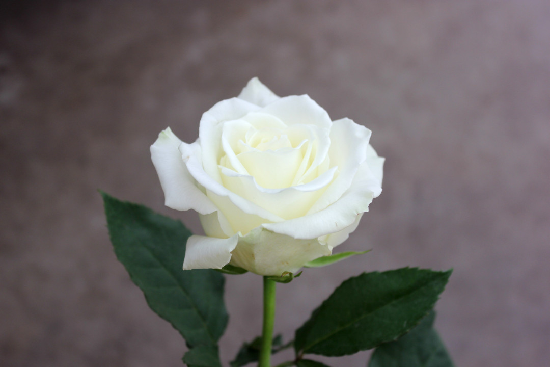 Escimo | Stevens and Son Wholesale Florist