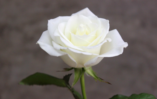 Sweetheart Roses | Stevens and Son Wholesale Florist