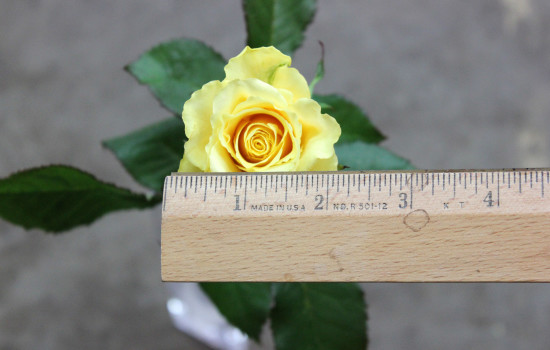 Sweetheart Roses | Stevens and Son Wholesale Florist