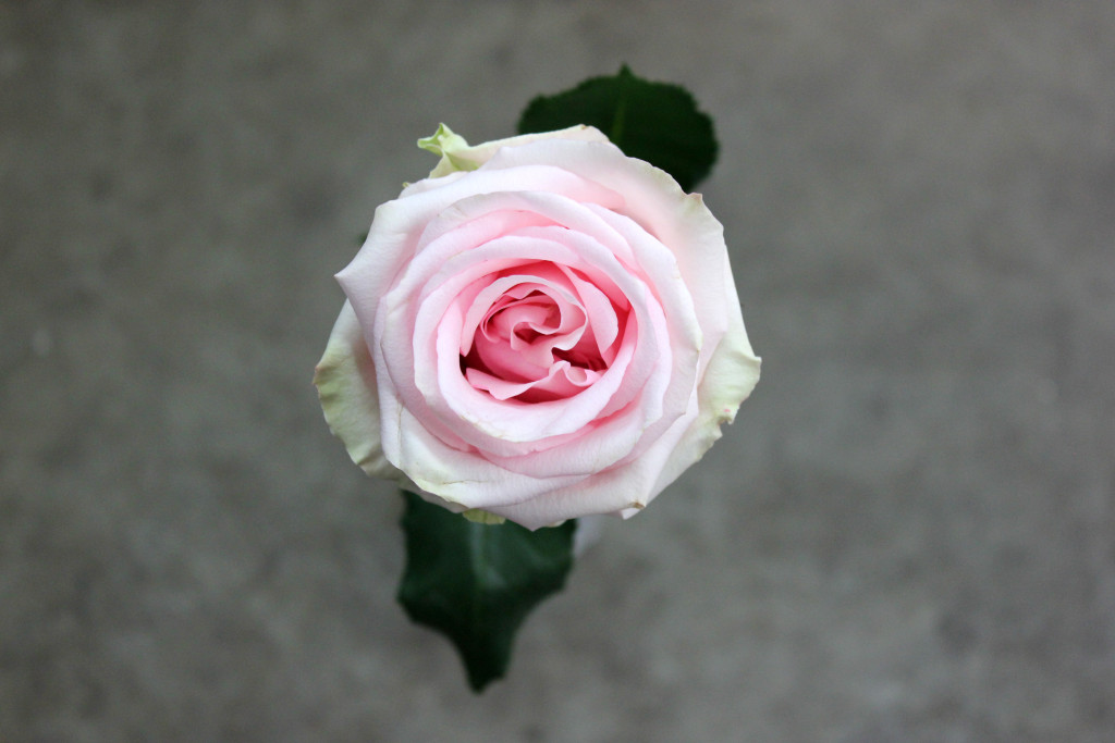 Loraine | Stevens and Son Wholesale Florist