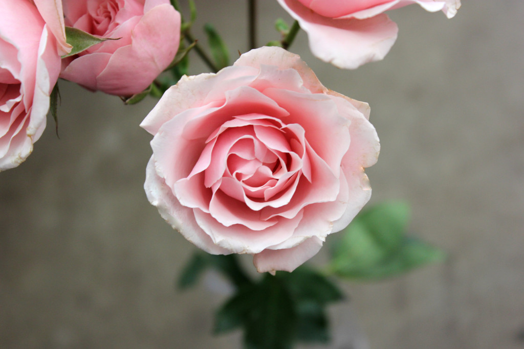 Pink Majolika | Stevens and Son Wholesale Florist