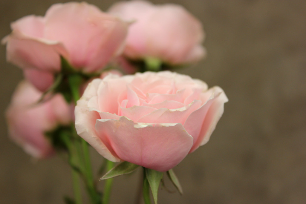 Pink Majolika | Stevens and Son Wholesale Florist