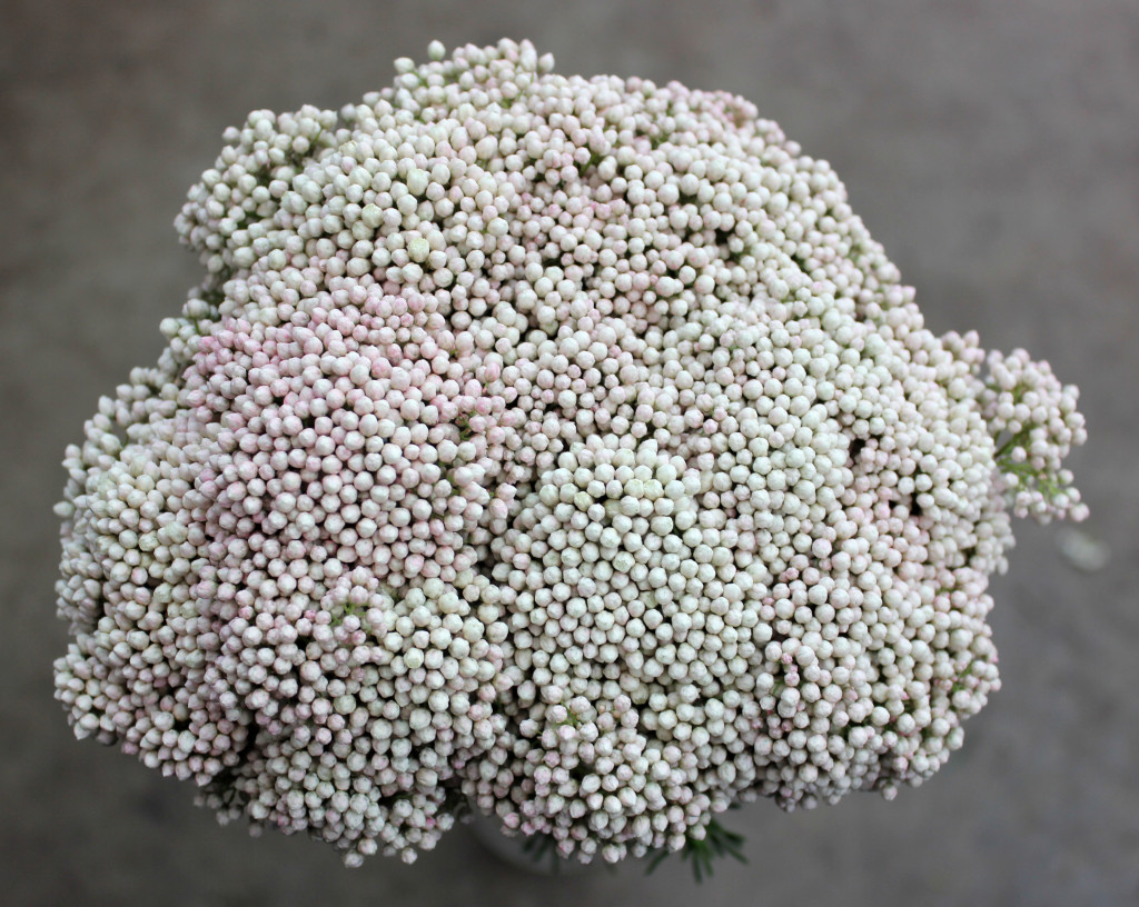 Rice Flower | Stevens and Son Wholesale Florist