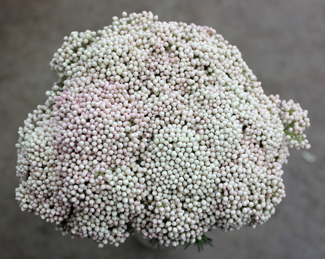 Rice Flower | Stevens and Son Wholesale Florist