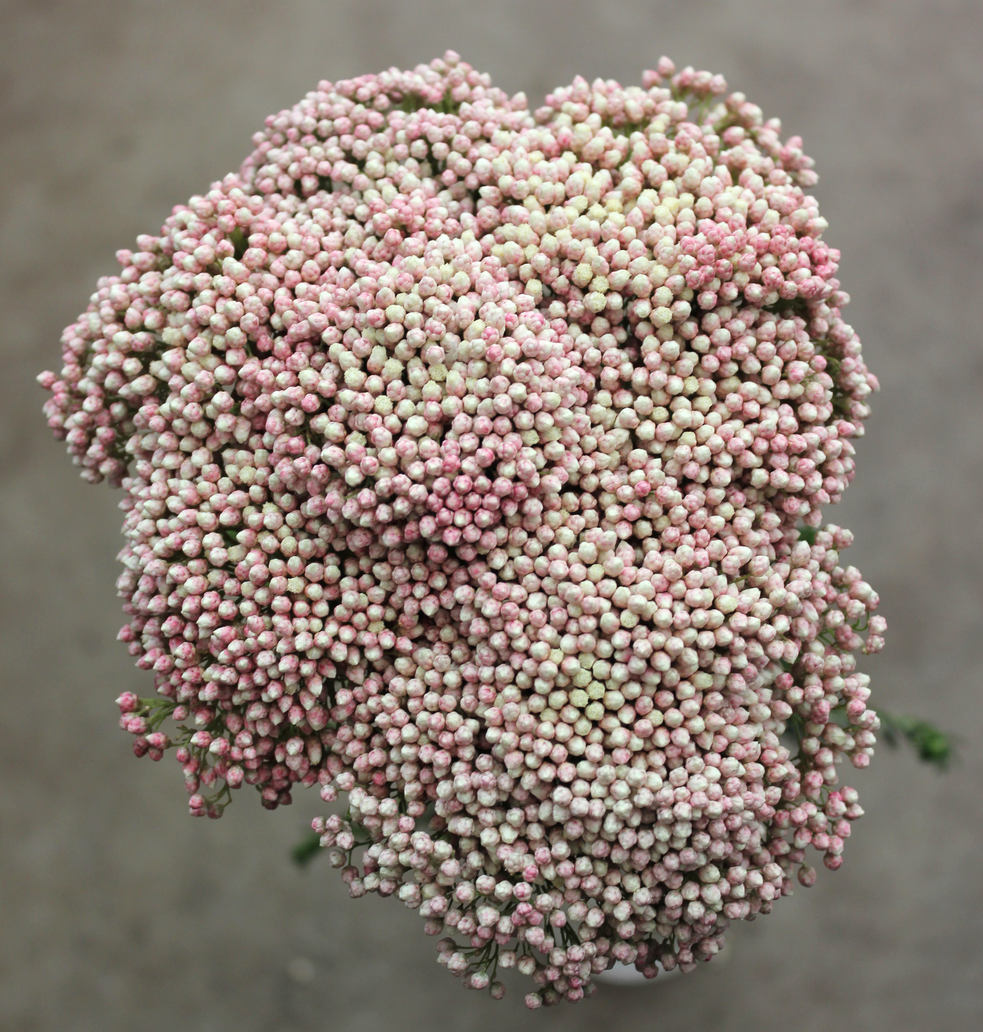 White Rice Flower