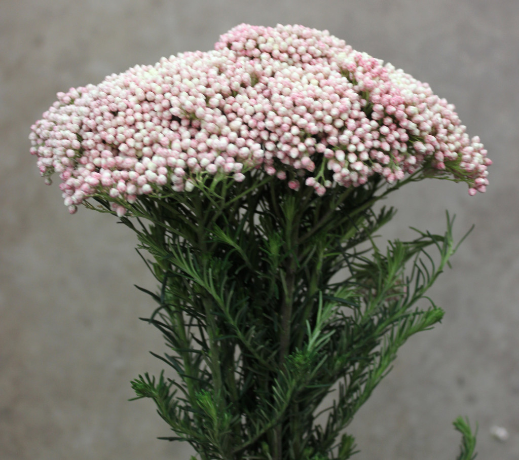 Rice Flower | Stevens and Son Wholesale Florist