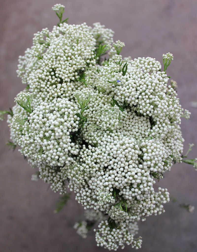 Rice Flower | Stevens and Son Wholesale Florist