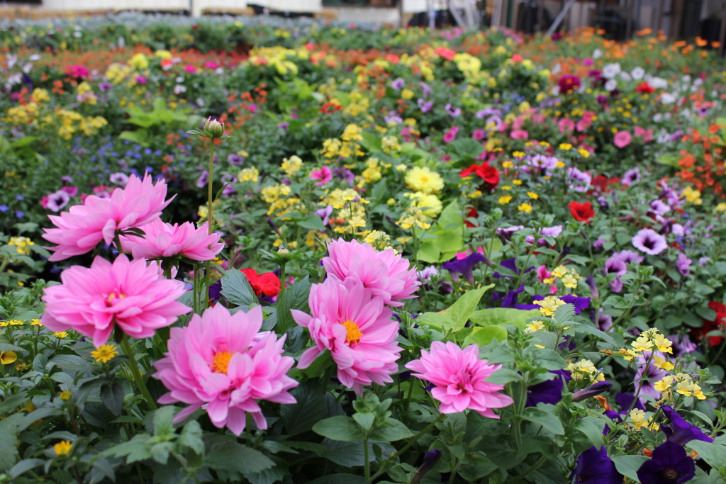 Spring Plants | Stevens and Son Wholesale Florist