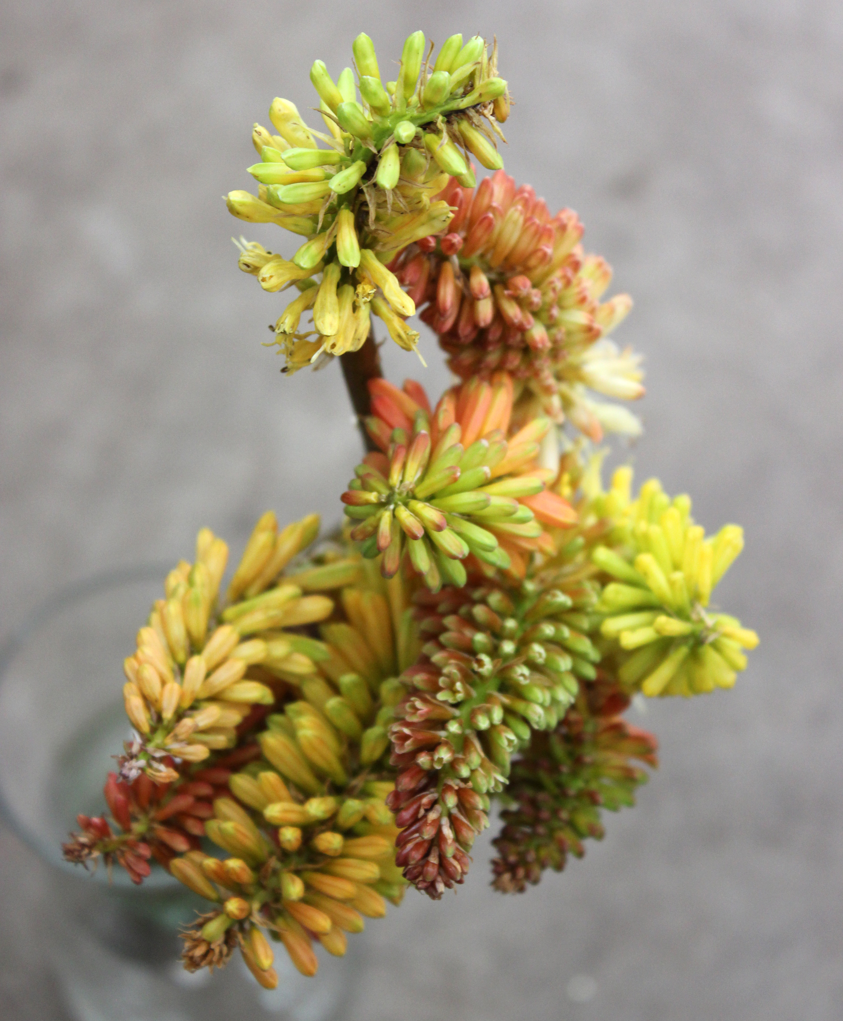 Tritoma | Stevens and Son Wholesale Florist