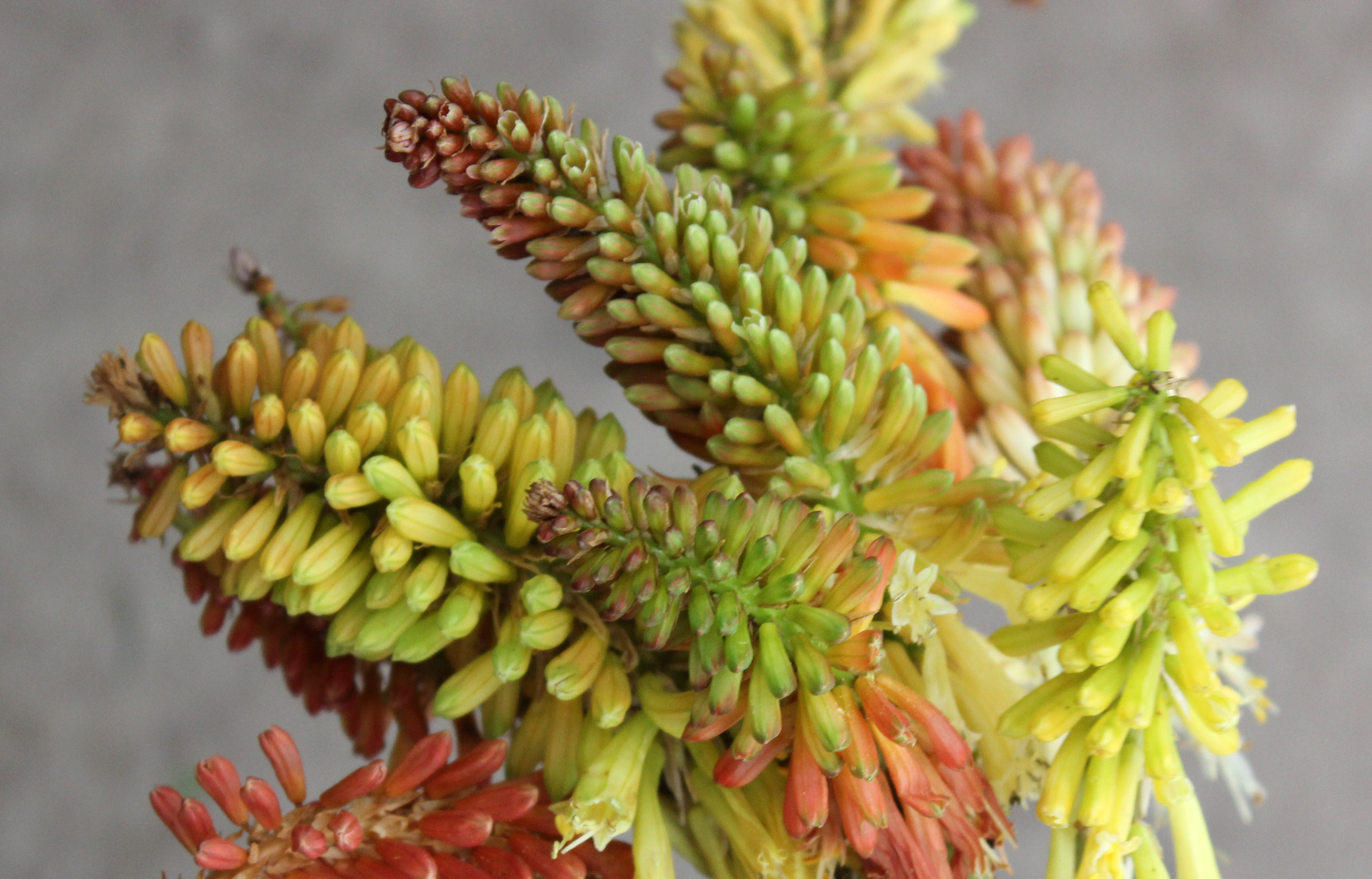 Tritoma | Stevens and Son Wholesale Florist