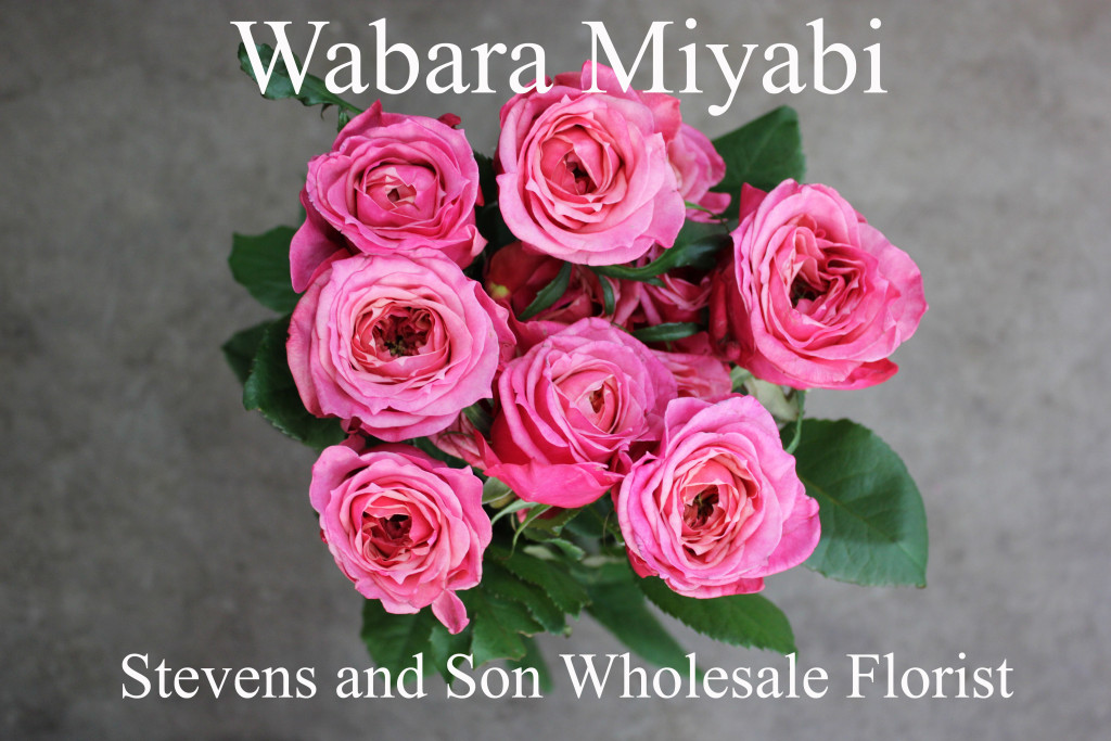 Wabara Miyabi CA | Stevens and Son Wholesale Florist