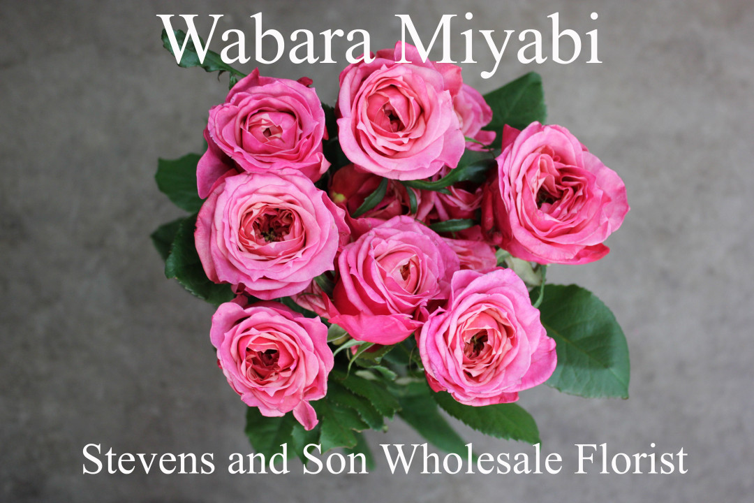 Wabara Miyabi CA | Stevens and Son Wholesale Florist