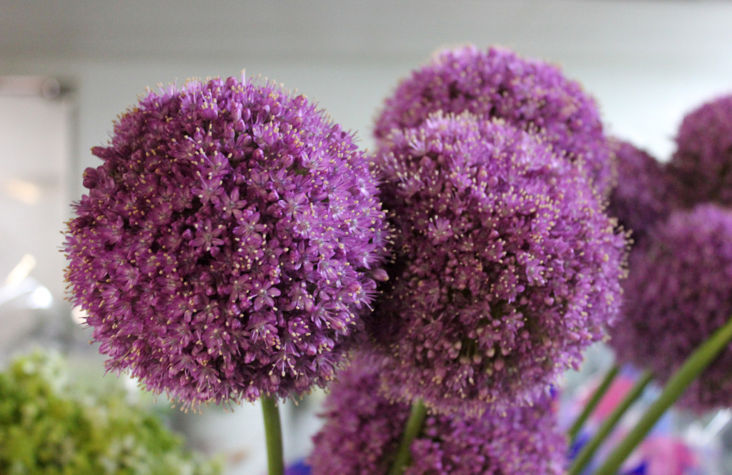 Allium | Stevens and Son Wholesale Florist