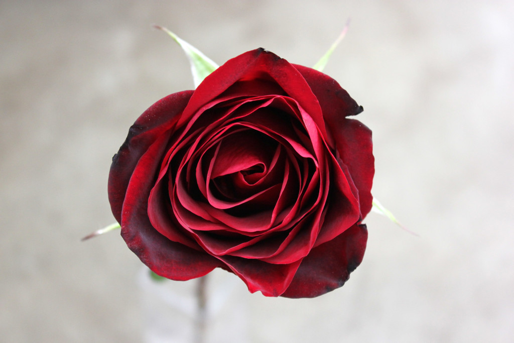 Black Magic | Stevens and Son Wholesale Florist
